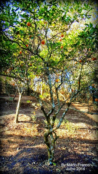 Meu Cantinho Verde: LIMÃO-CRAVO - ( Citrus × limonia )