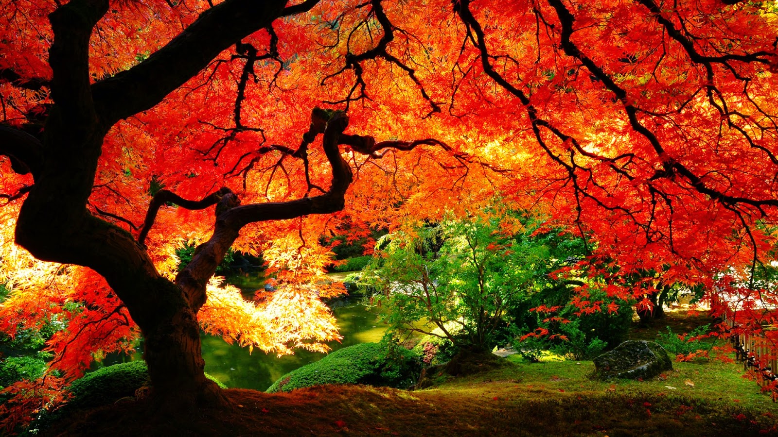 HD wellpaper,photo,pictures,images | Free Funny Images