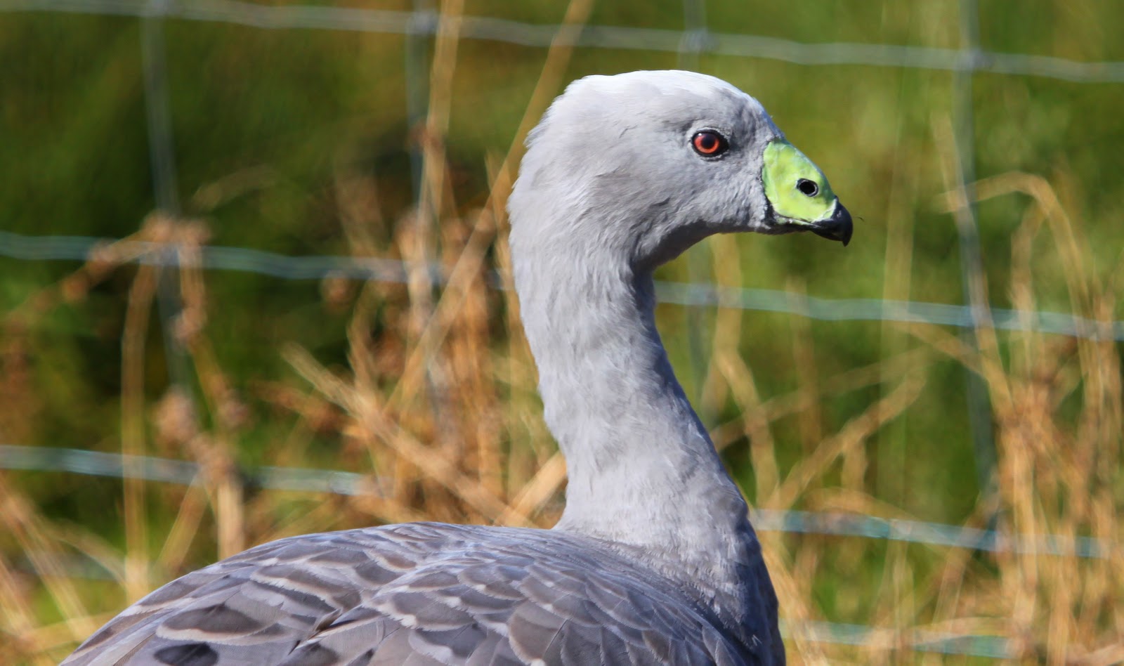 Richard Waring's Birds of Australia: Selection of Phillip Island bird ...