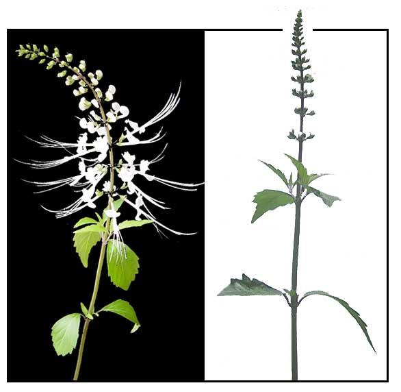 Herbal Plant News: Balbas-pusa - Orthosiphon aristatus