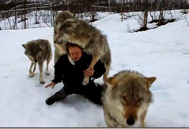 ONG Territorio de Lobos: Emotivo reencuentro de cuatro lobos con su criador