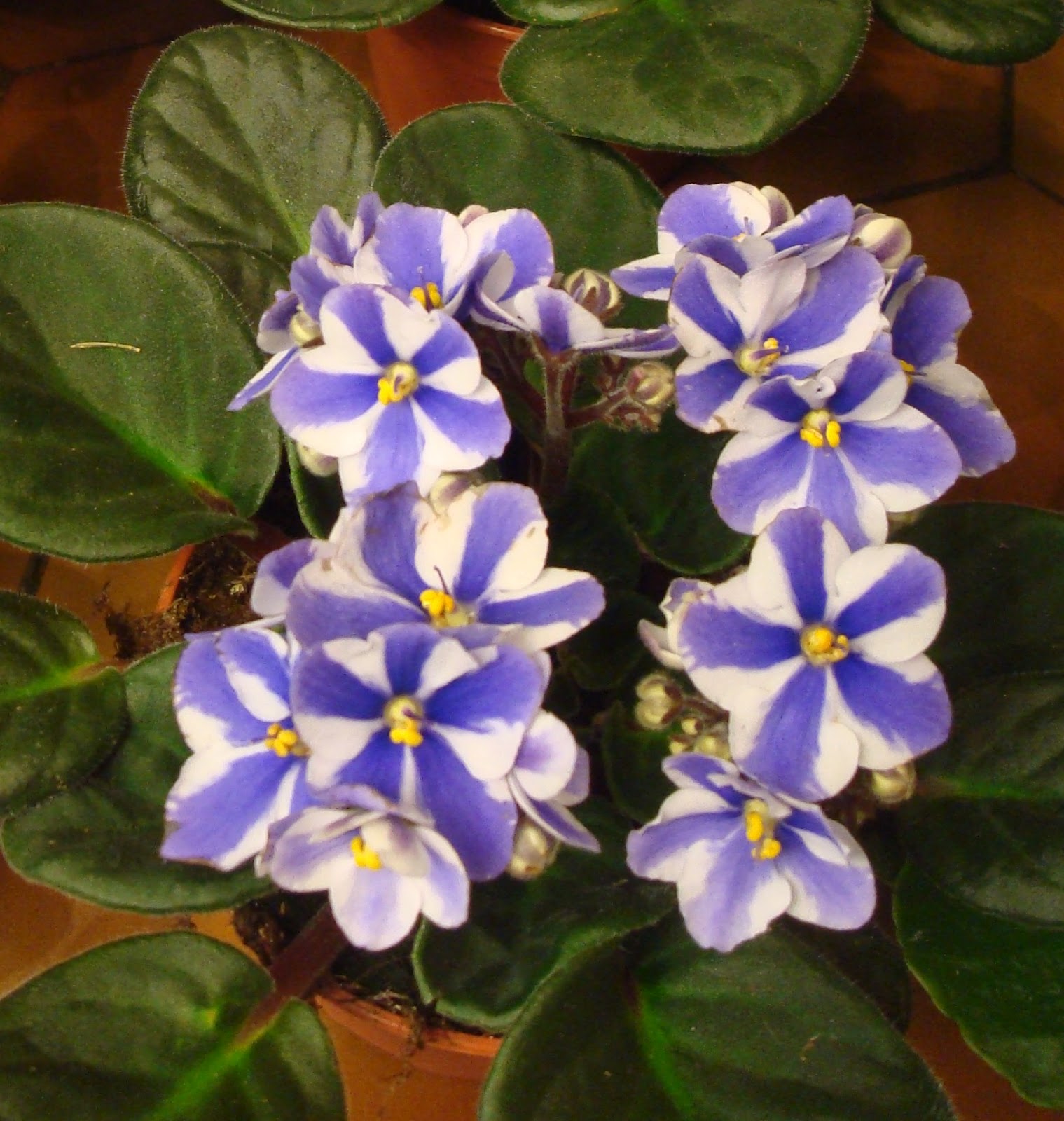 Fleuriste Isabelle Feuvrier: de drôle de saint-paulia ou violette du cap