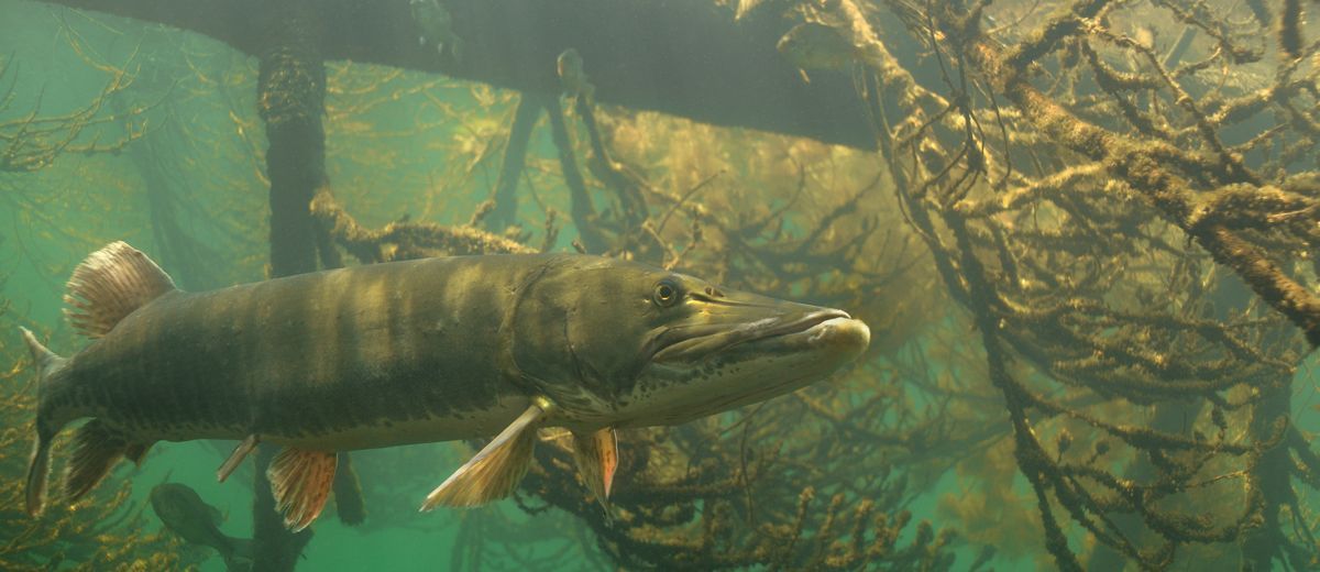 Northern Pike Si Ikan Salmon Berkepala Arapaima - Nakama Aquatics