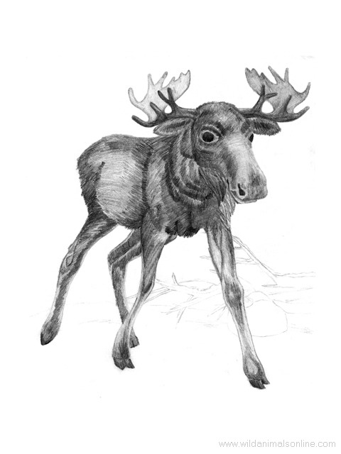Abe's Animals: Caucasian moose pictures