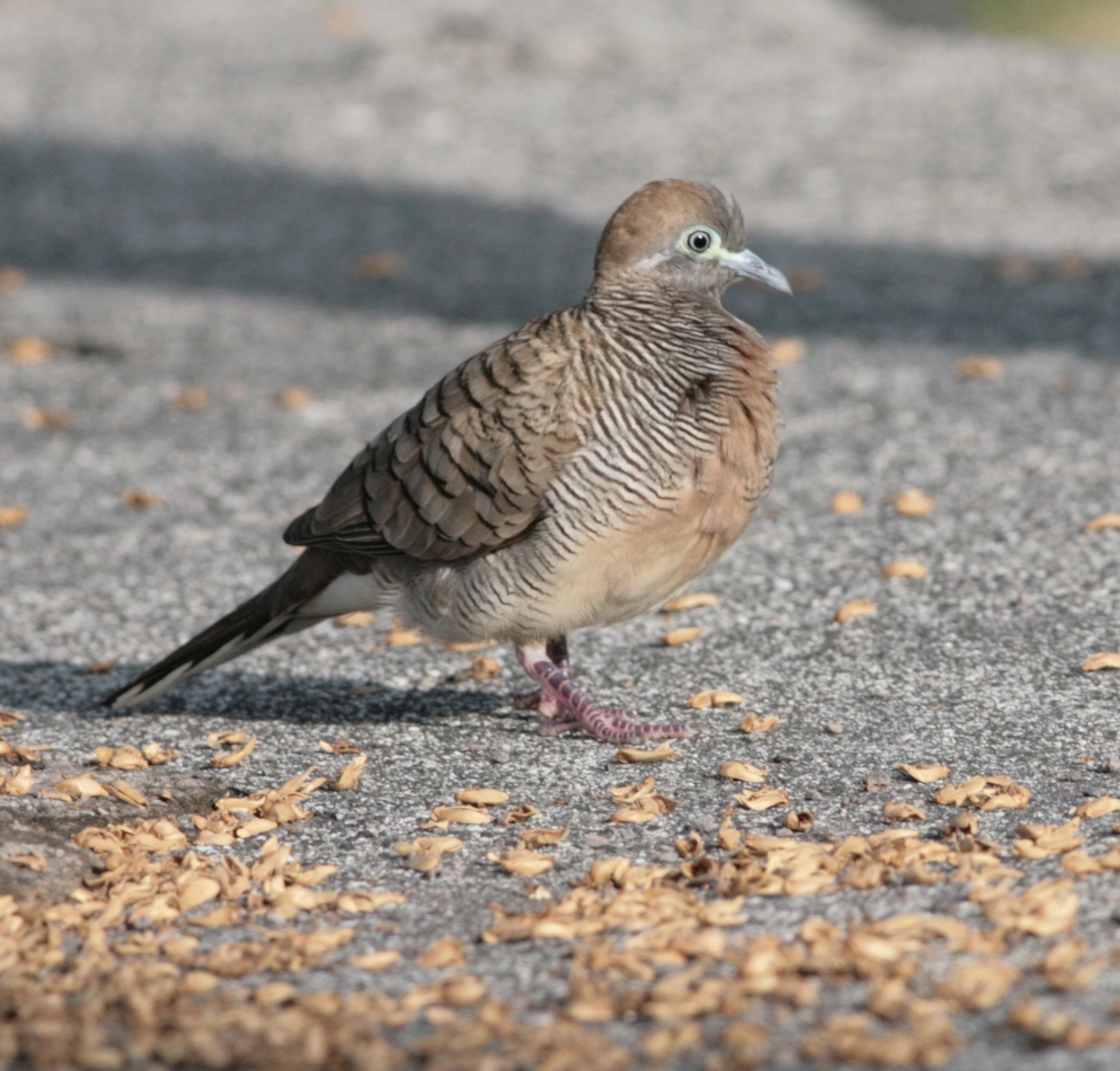 The Birdist: Hawaiian Birds and Wildlife Mega Photo Post