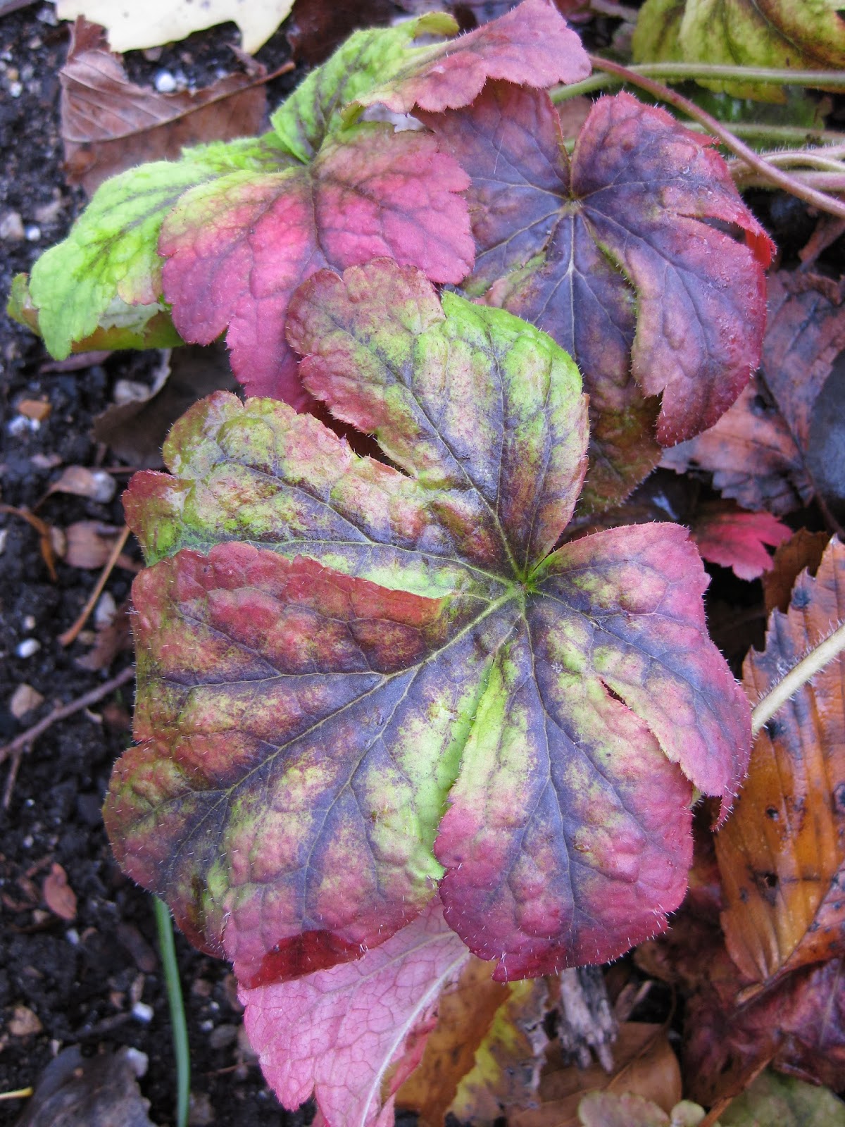 Rotary Botanical Gardens - Hort Blog: Fabulous Foamy Bells