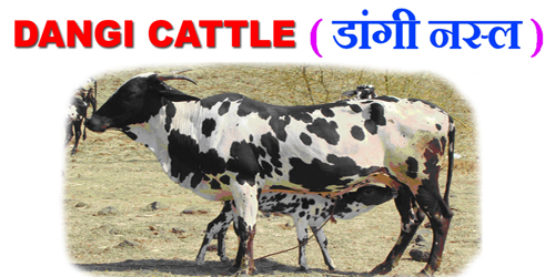 Dangi Cow - Characteristics and Performance of Dangi Cattle | डांगी ...