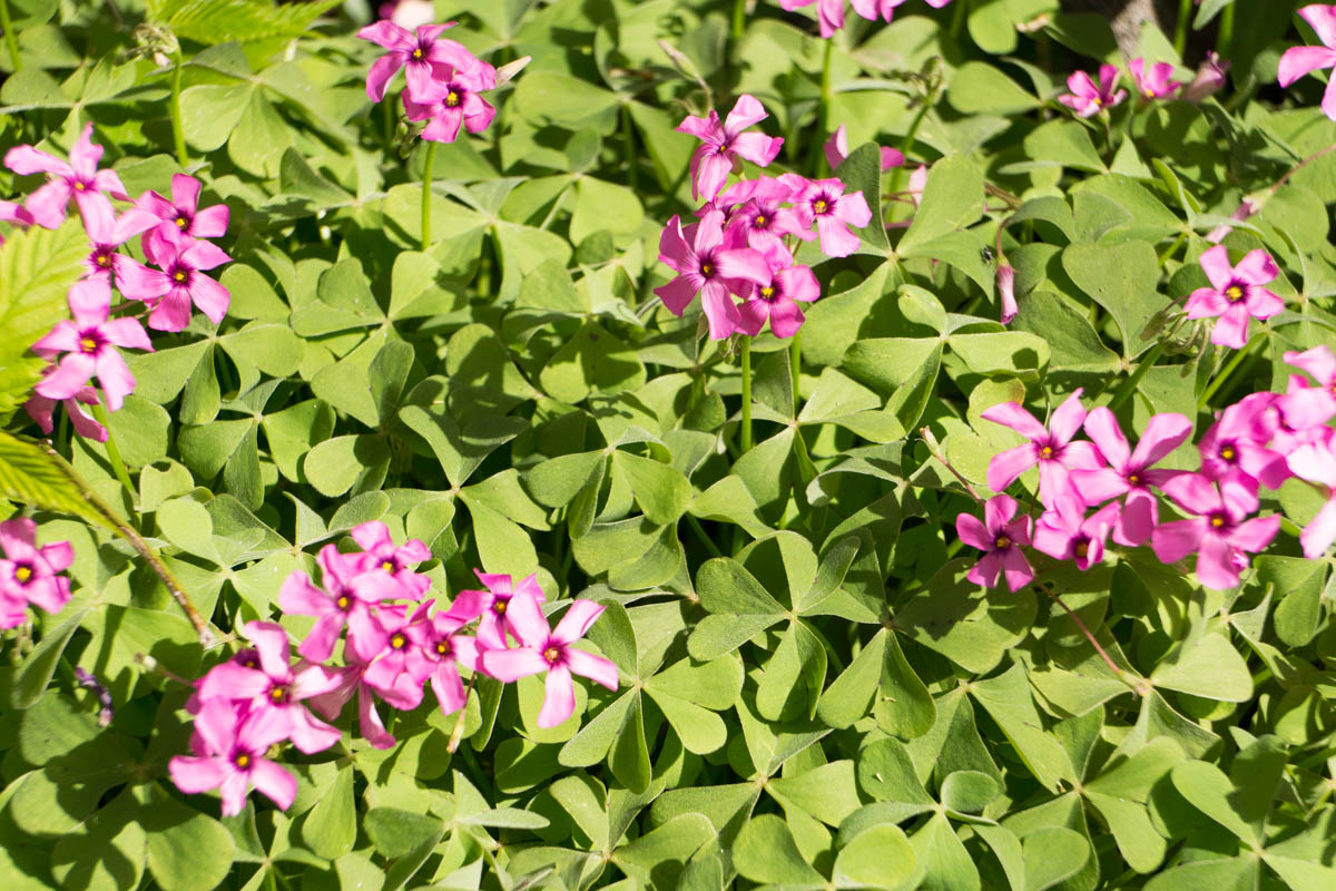 Plantas de Huerta Otea, Salamanca: Vinagrillo rosado, pan de cuco ...