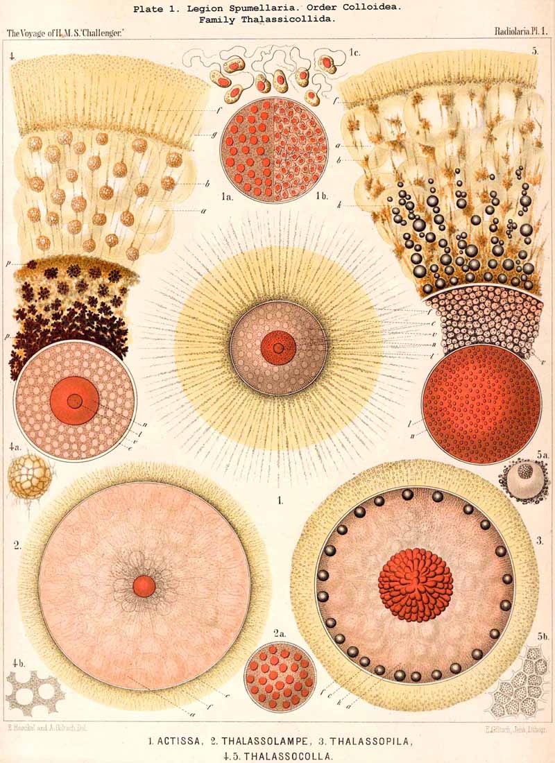 margaret-cooter: Radiolaria