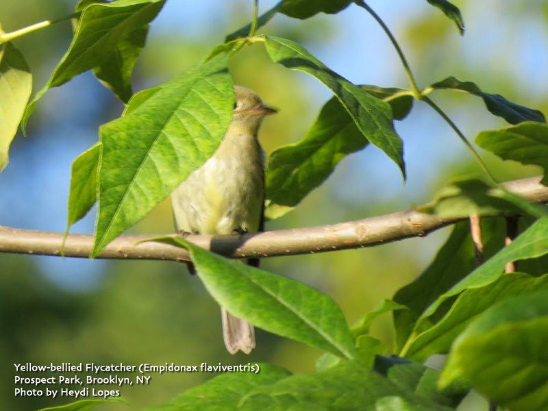 The City Birder: 09/01/2013 - 10/01/2013