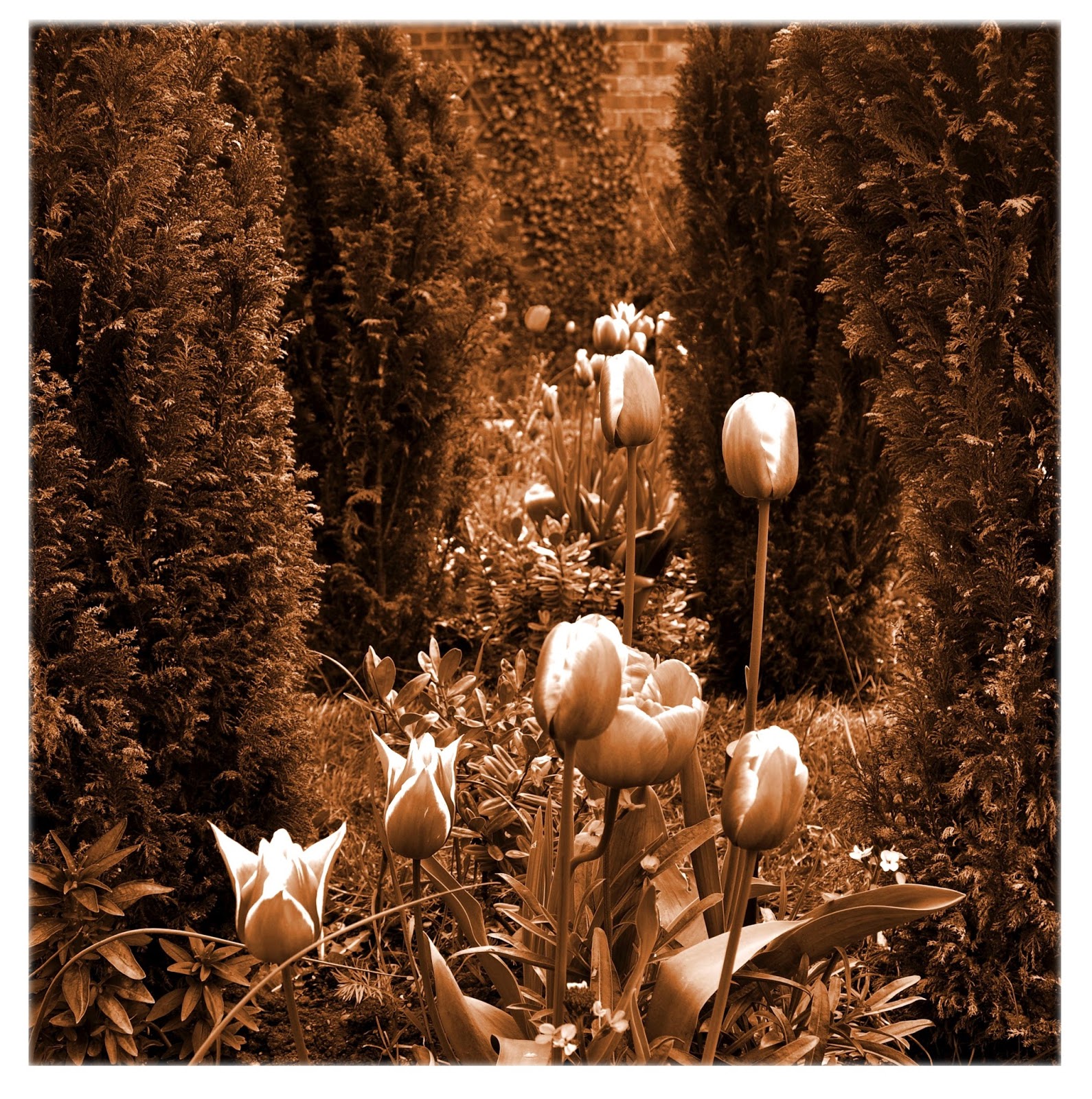 My Little Eden...: Sepia garden