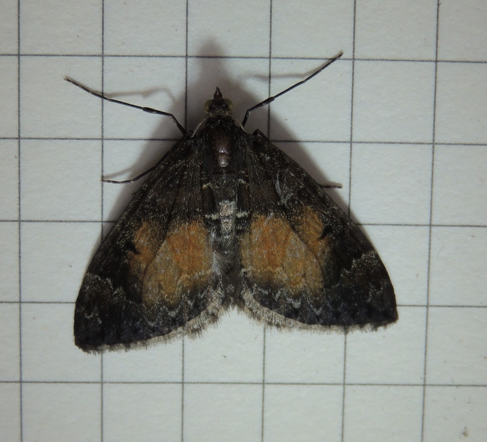 Gary's Birding Blog: Over 100 for a single species in the moth trap