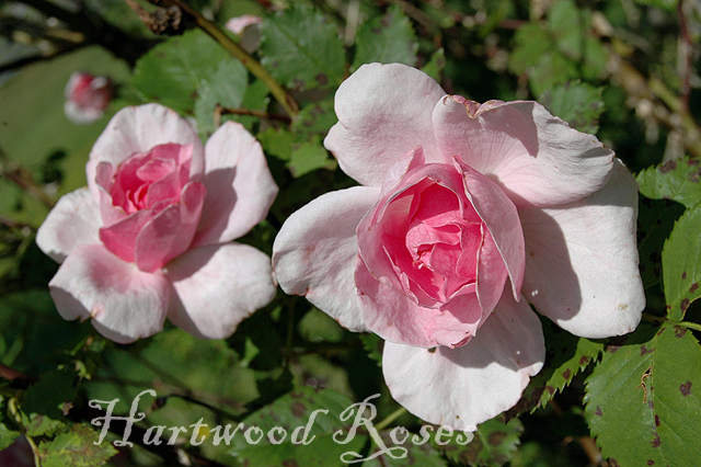 Hartwood Roses: Two Superstar Roses in the Front Garden
