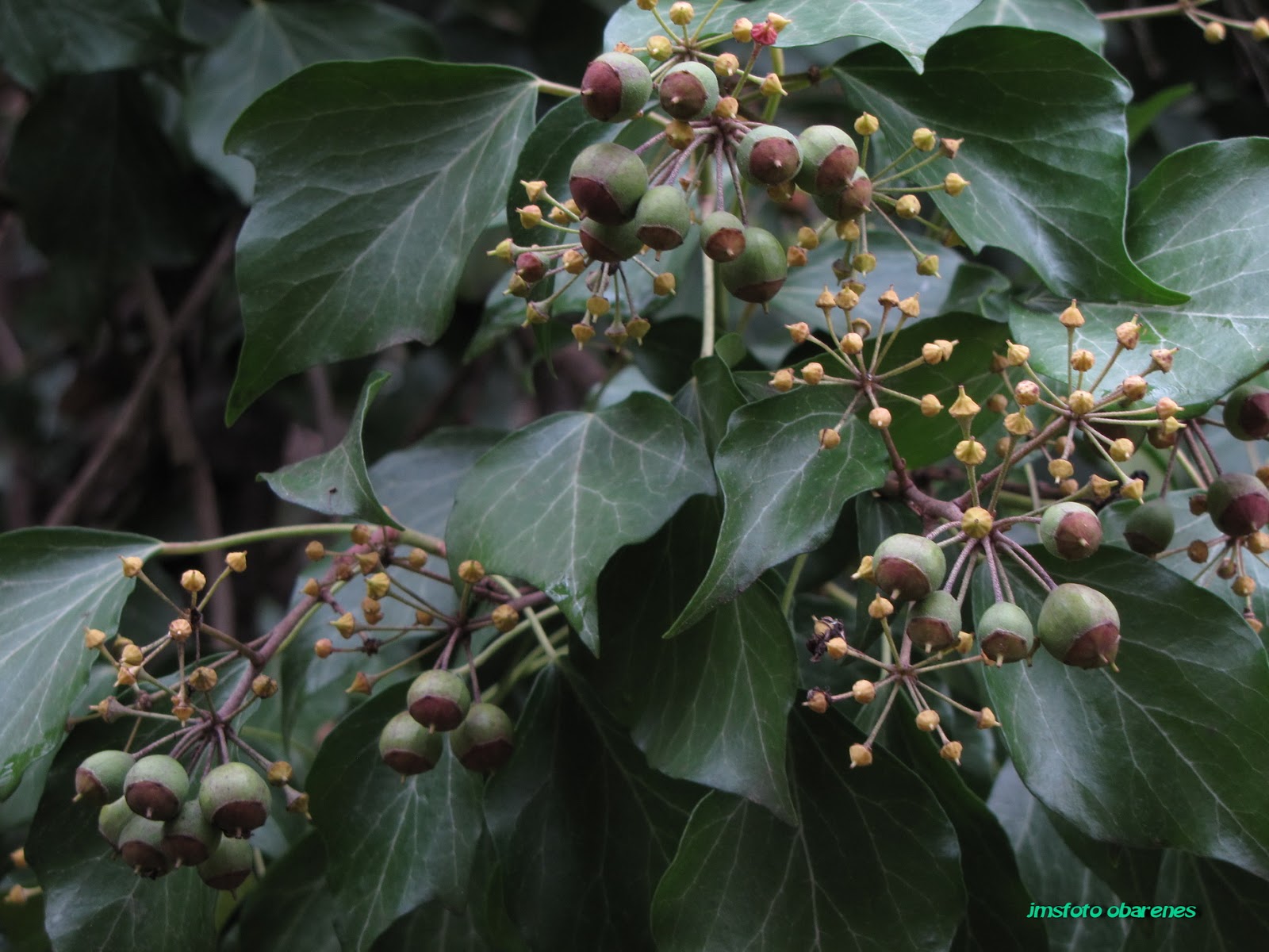 MONTES OBARENES ENTORNO Y VIDA: Hiedra (Hedera helix)
