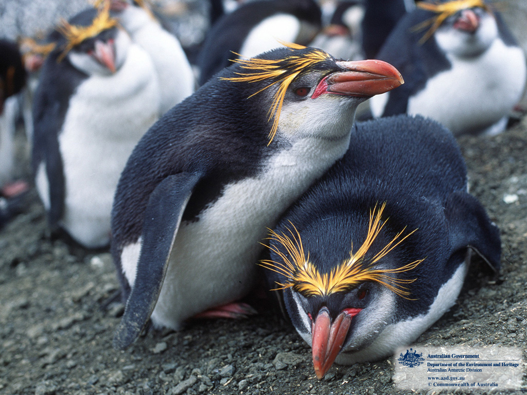 Royal Penguin | Animal Wildlife