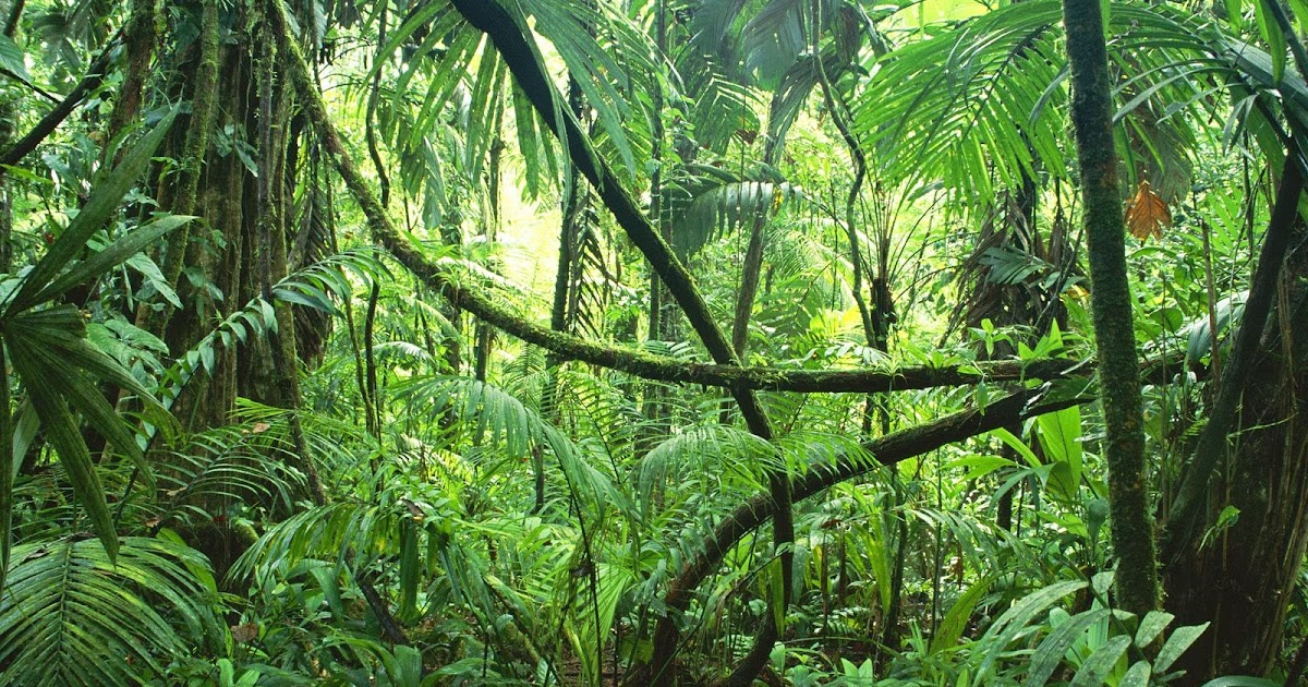 WHY SHOULD WE PROTECT THE RAINFOREST? |The Garden of Eaden