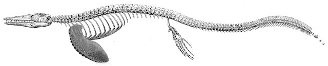 Katy J Negus. BA Hons. CG Arts & Animation: Making Tylosaurus with ...