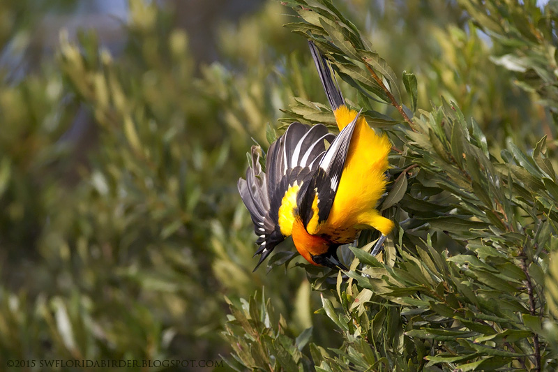 SWFloridabirder: Western Spindalis At Markham Park