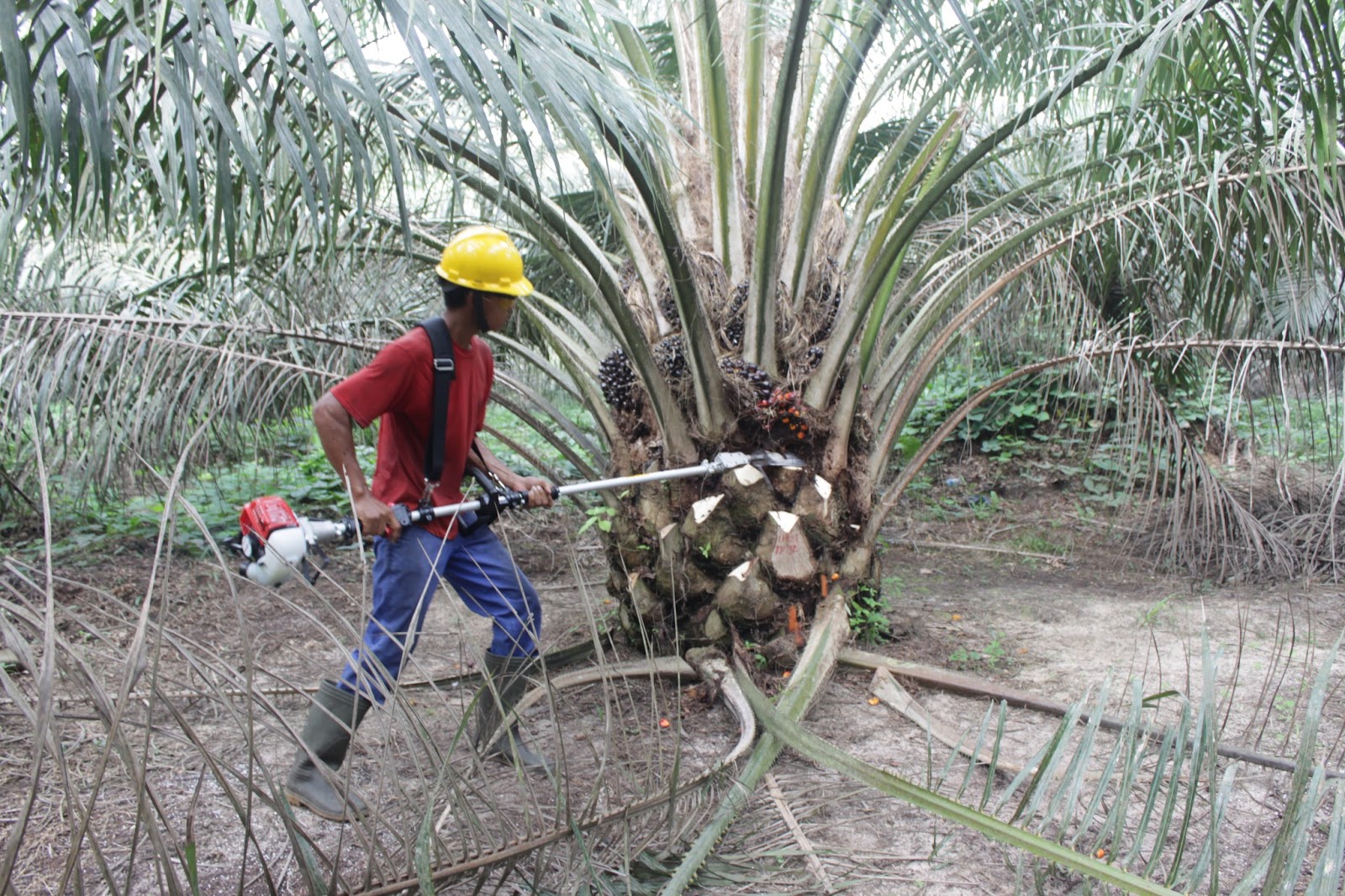 Mesin Dodos Sawit: Solusi Praktis untuk Pemupukan Sawit