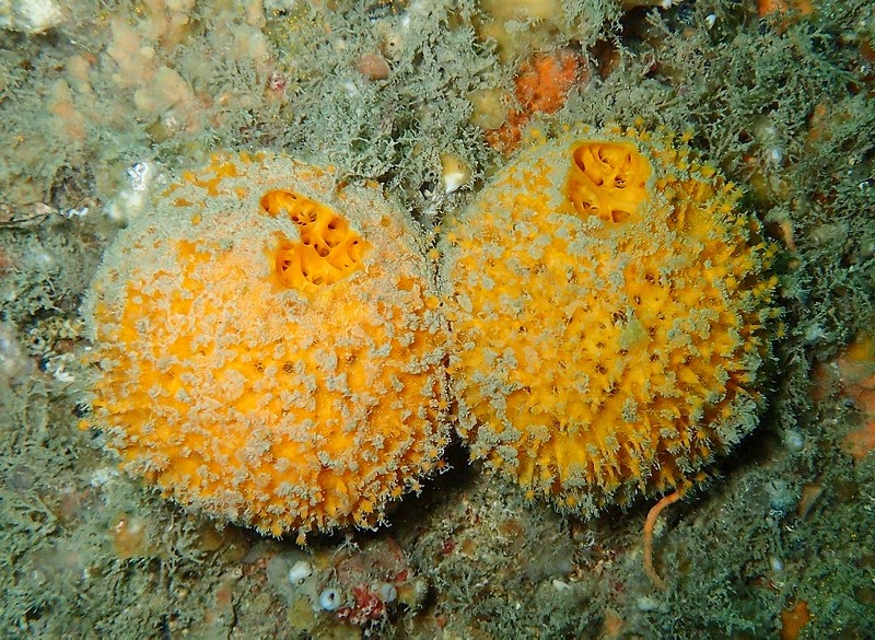 Audubon-nature: Photos sous-marines, les Eponges de France métropolitaine