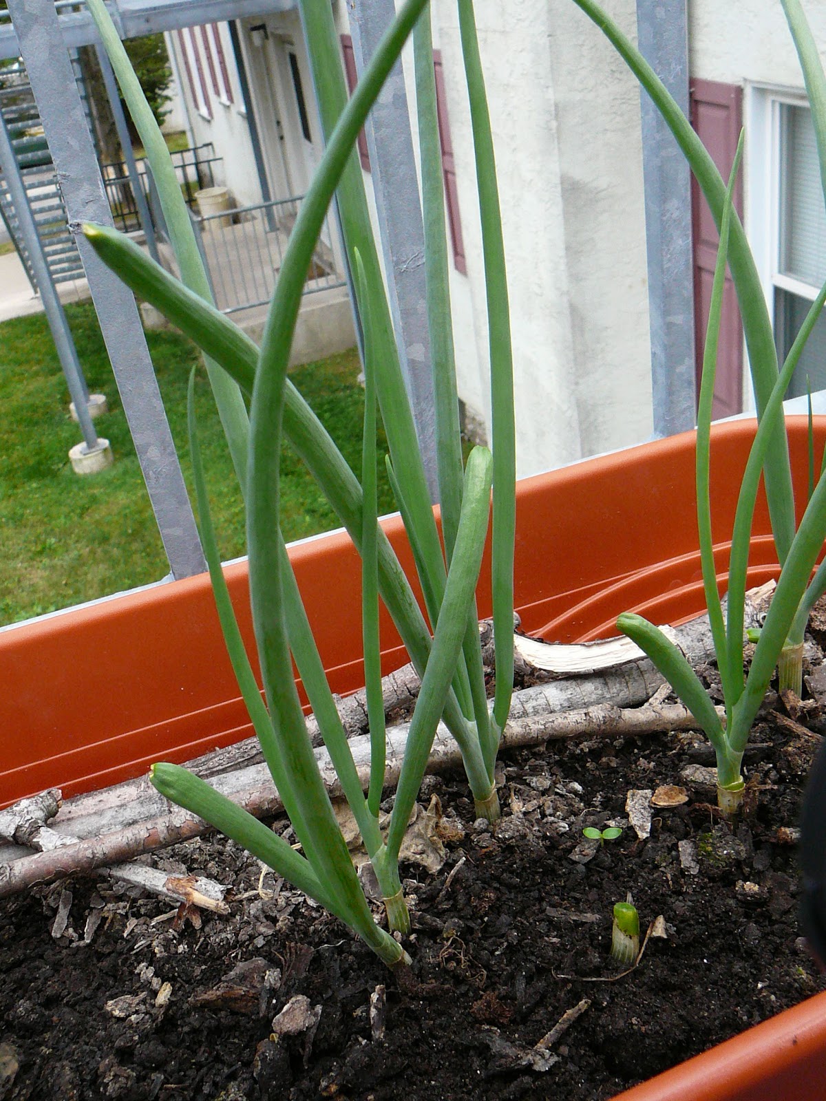 My Apartment Garden: Grow your own Scallions (Spring Onion or Green Onion)