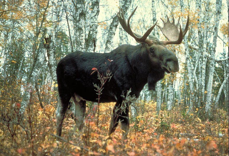 Moose Facts