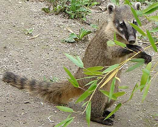 Coati | The Life of Animals