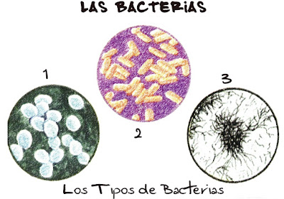 Ciencia al Dia: LA EXCRESION EN LOS SERES VIVOS (Parte I)