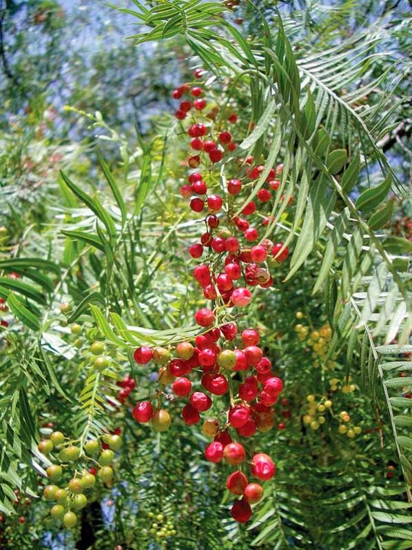 La industrialización del molle | AGRONOMIA