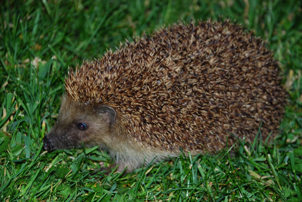 biodiversité dans notre jardin: le hérisson