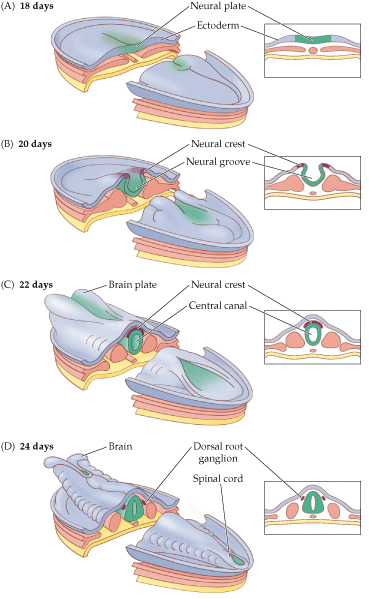 NEURULASI ~ Human's Development