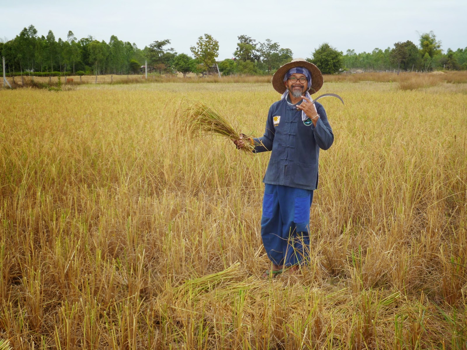 การทำนาเกษตรอินทรีย์: การเกี่ยวข้าว