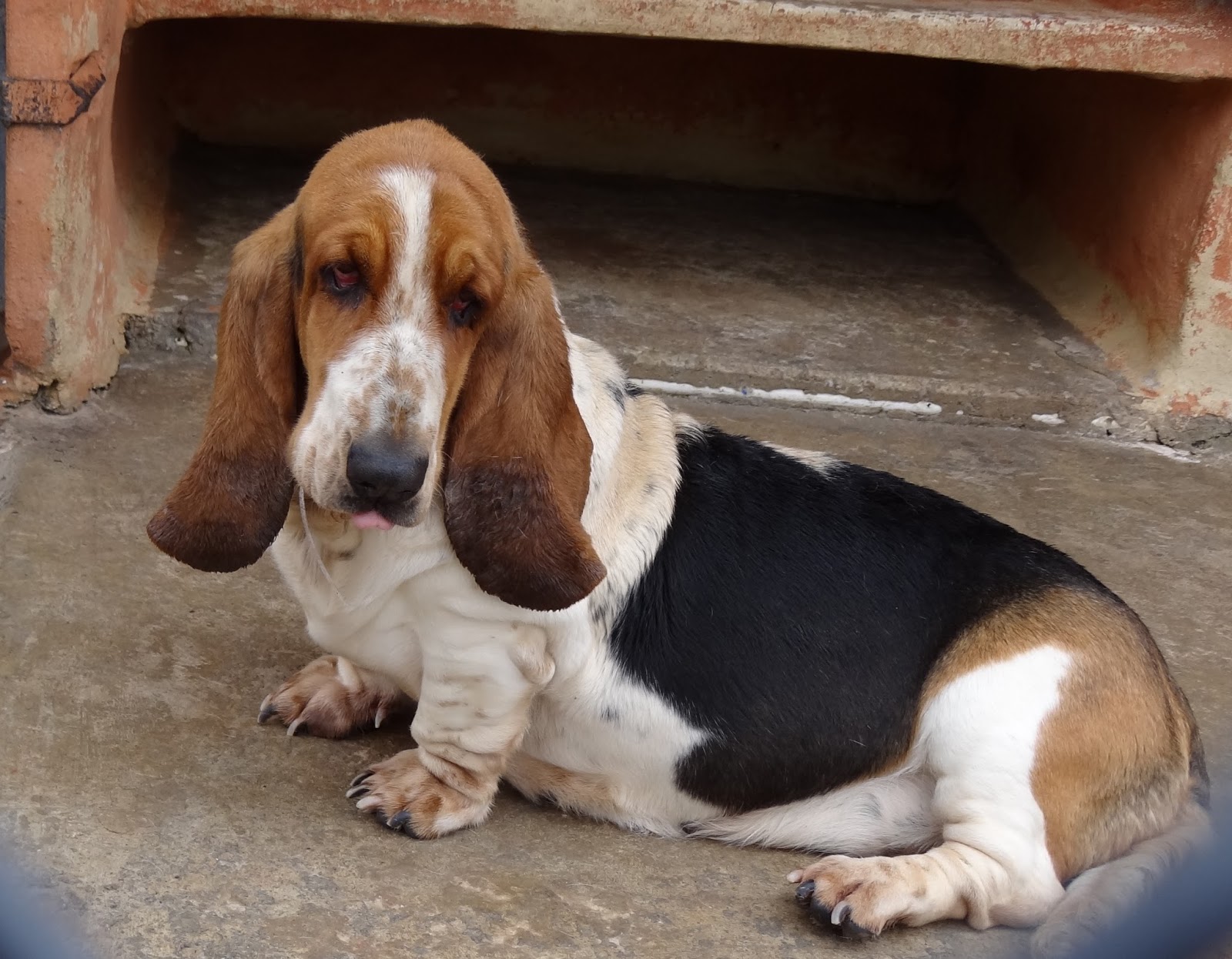 El ojo del buitre: Perros - Basset Hound