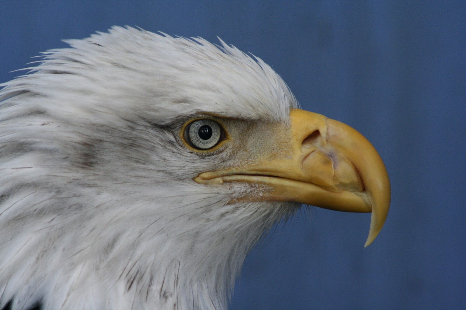Northeast Ecological Services: Want to see a bald eagle?