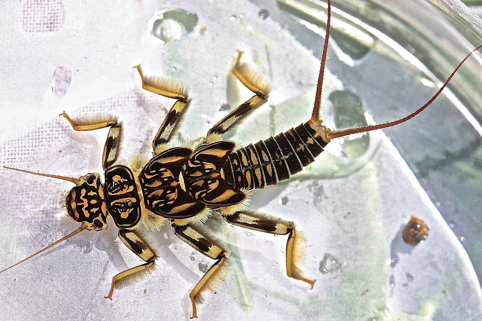 Aquatic Insects of Central Virginia: An EPT List for the Rapidan River ...