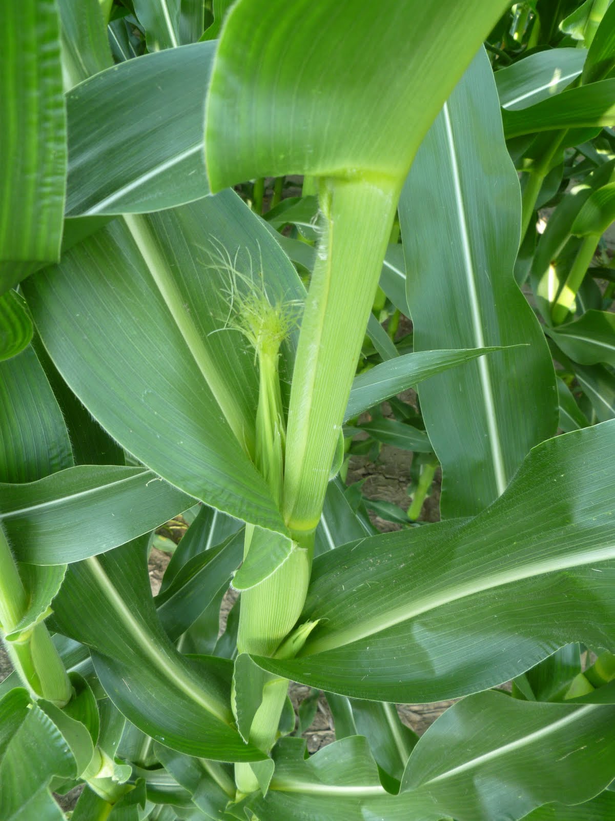 Three Things Very Dull Indeed: Corn in the backyard 2011, week 8