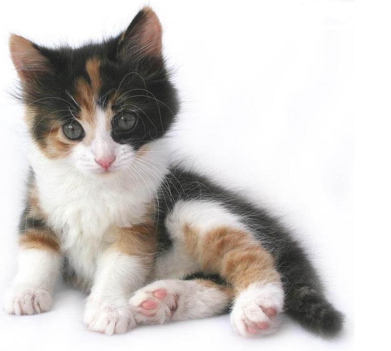 You and your new kitten