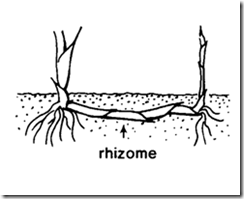 PENGEMBANGAN MAKHLUK HIDUP DAN PERTUMBUHAN POPULASI - Kumpulan Materi