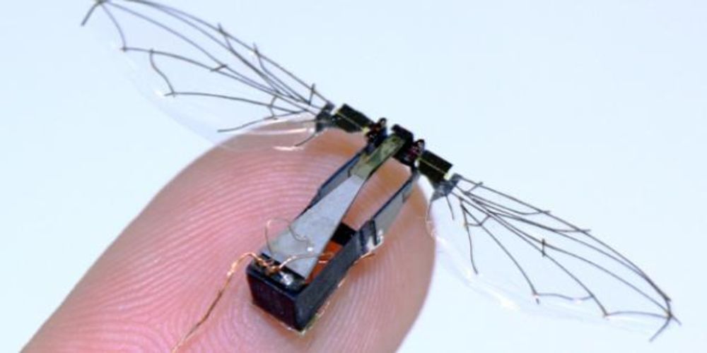 Ya es una realidad el primer insecto robótico que vuela solo. - SysComSaEc