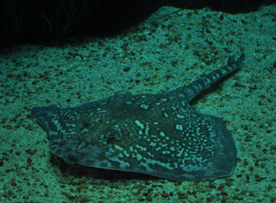 ZOOTOGRAFIANDO (6.100 ANIMALS): RAYA COMÚN / UNDULATE RAY (Raja clavata)