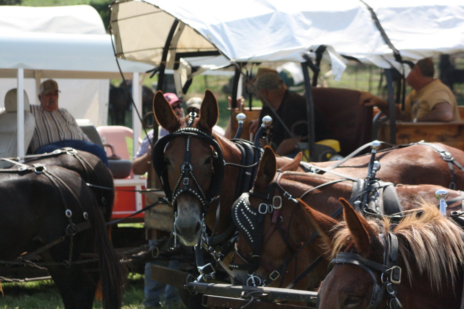 PairADice Mules: Chuckwagon Racing Fans