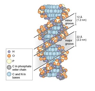 DNA Interactive:The DNA Structure: DNA STRUCTURE