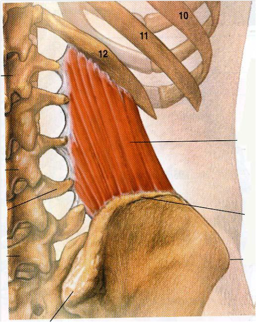 Anatomía de la columna vertebral: COLUMNA VERTEBRAL: LIGAMENTOS Y MÚSCULOS