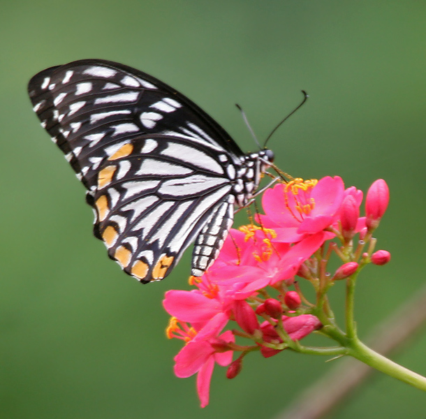 Common Mime | The Life of Animals