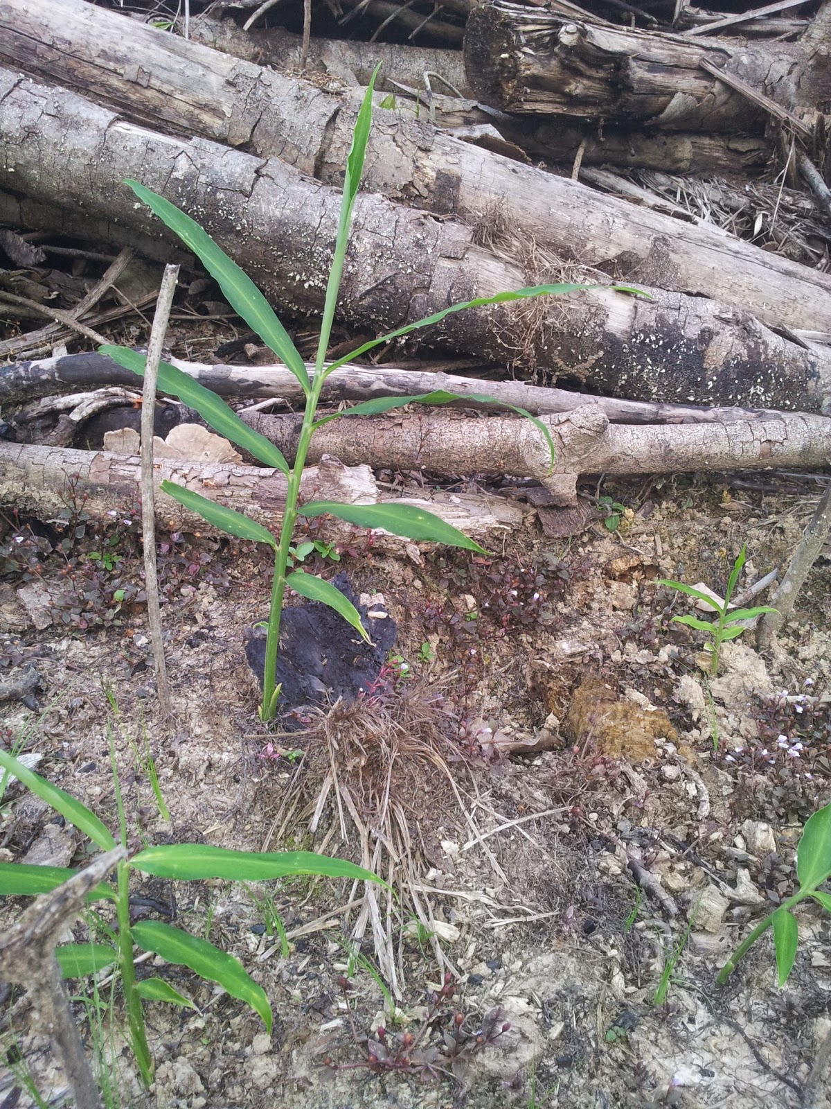 Tanaman Halia: Mari mulakan tanaman halia