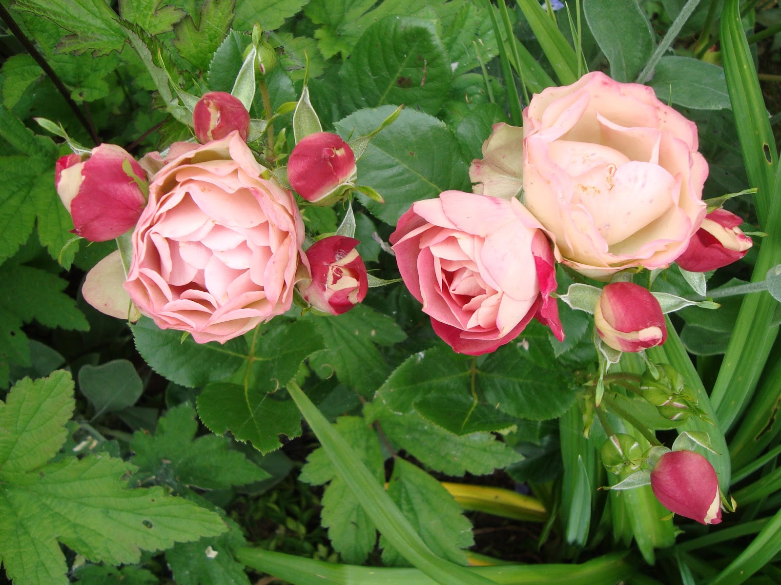 Passionnément jardin: Une rose, un rosier...Acropolis