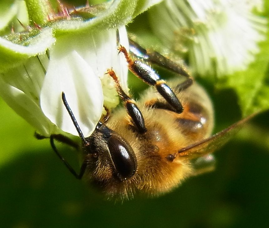 Wanderungen durch die Natur: Summ summ summ, Bienchen summ .....
