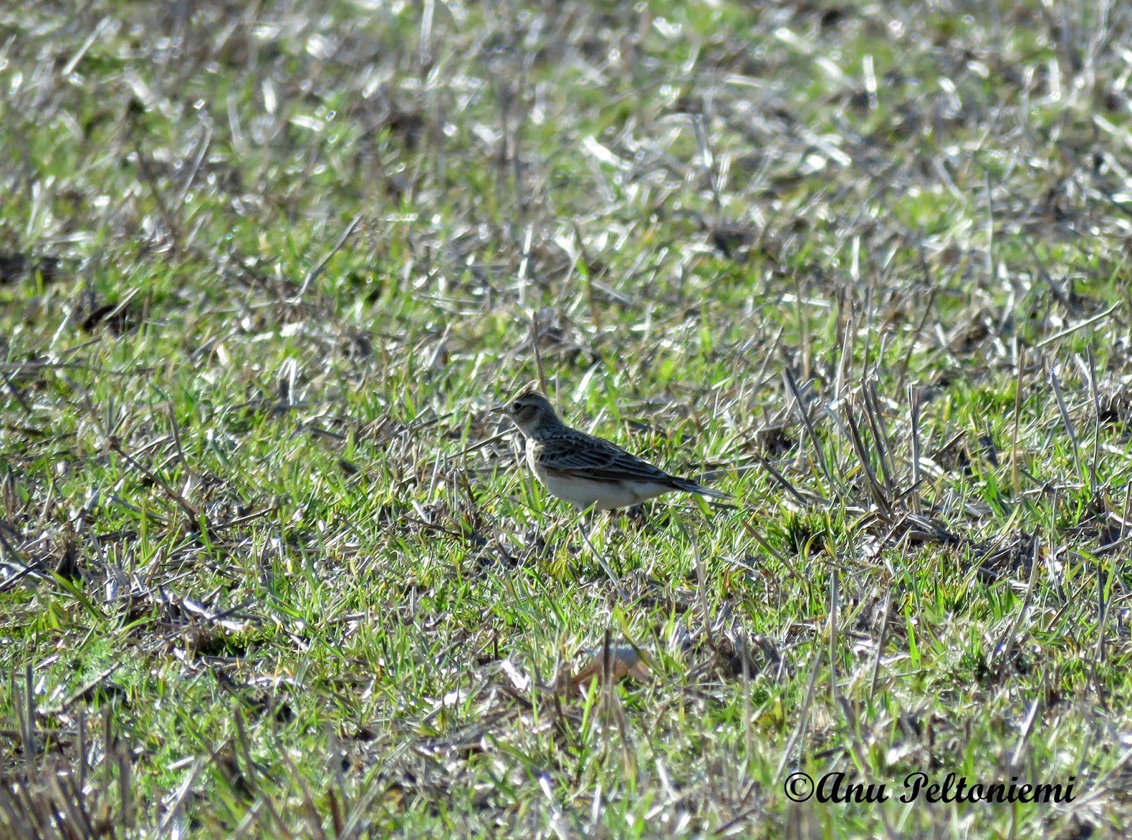 Lintuilua - Birding: Kevättä