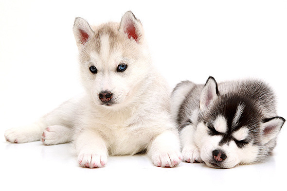 raças de cahorros esuas historia