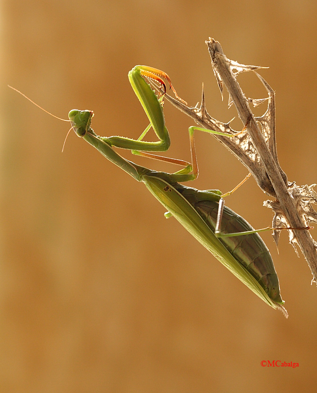 Punto curioso: Top 5 animales caníbales